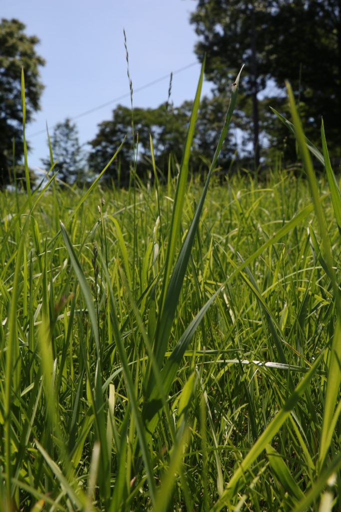 Is Your Grass Greener? – Pasture Renovation | Equine Science Center