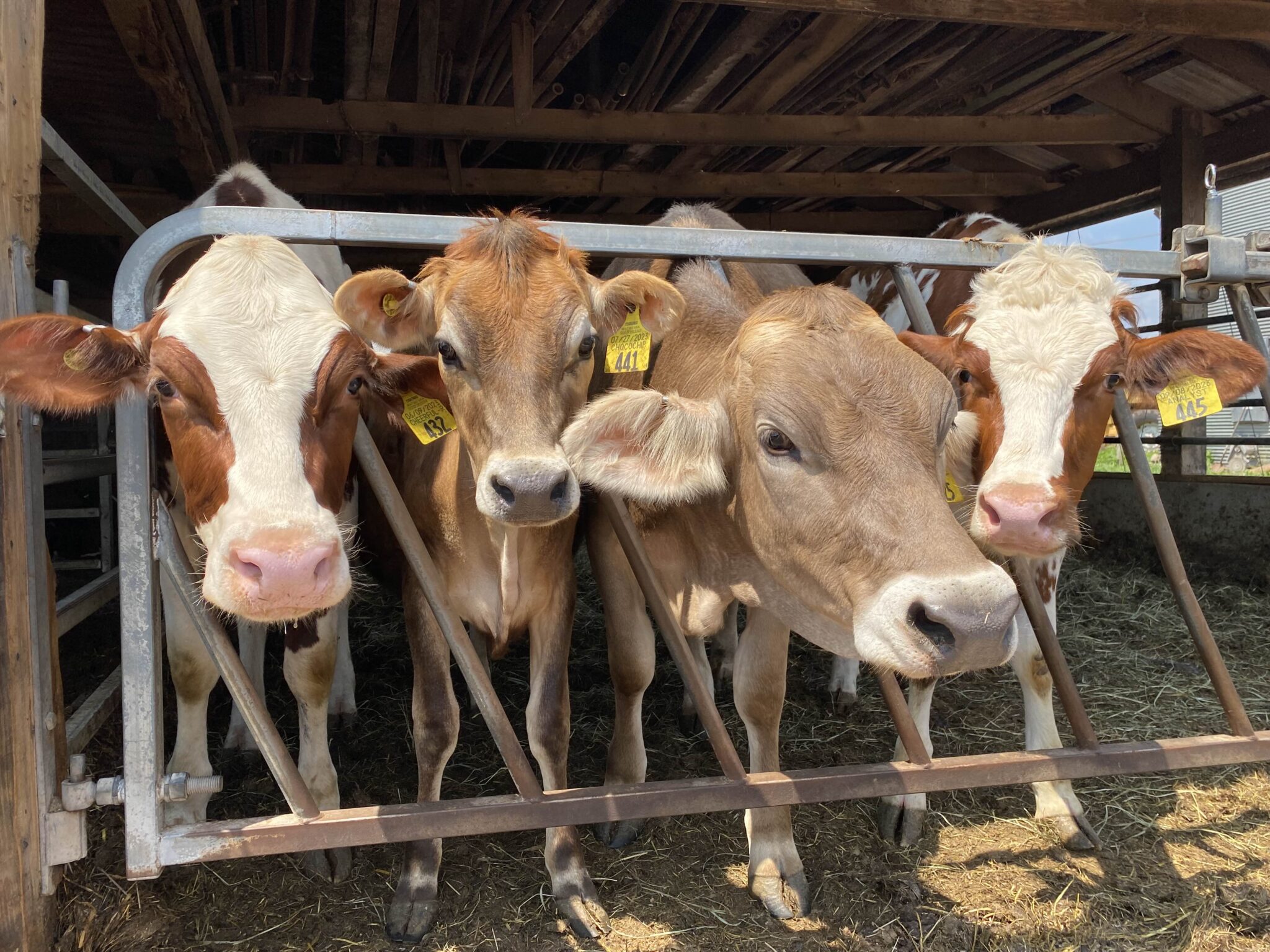 Fresh Faces on the Farm: The USDA NextGen Animal Science Discovery ...